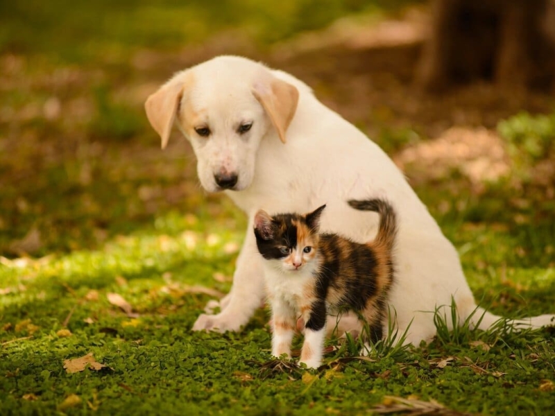 Seguro de salud para perros y gatos: Comparativa de coberturas ...